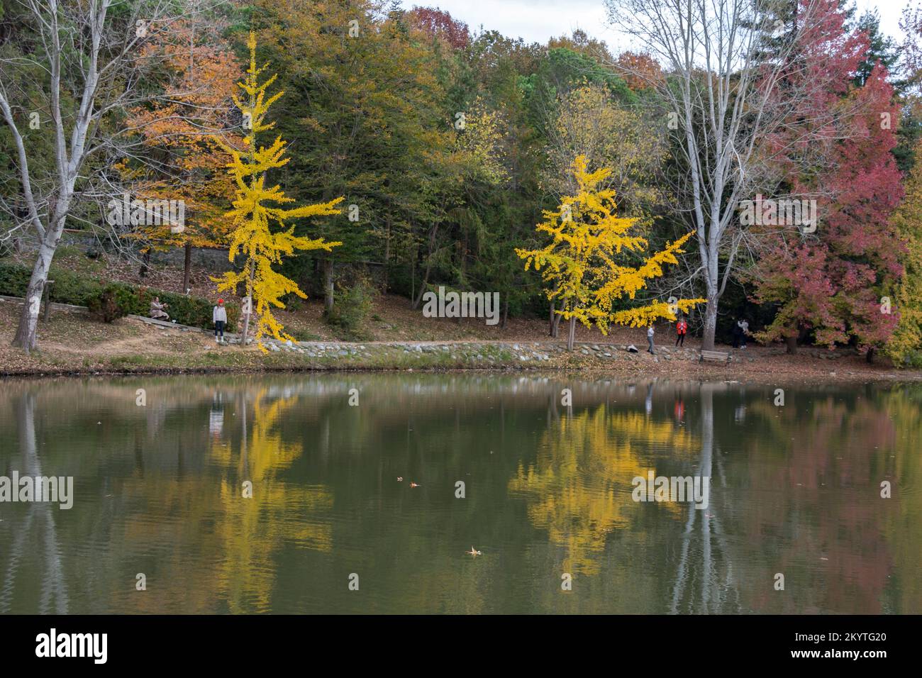 Fall Colours in Sariyer district of Istanbul, Turkey Stock Photo - Alamy