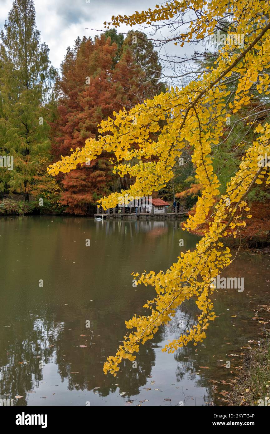 Fall Colours in Sariyer district of Istanbul, Turkey Stock Photo - Alamy