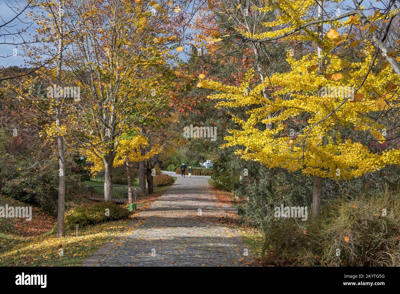 Fall Colours in Sariyer district of Istanbul, Turkey Stock Photo - Alamy