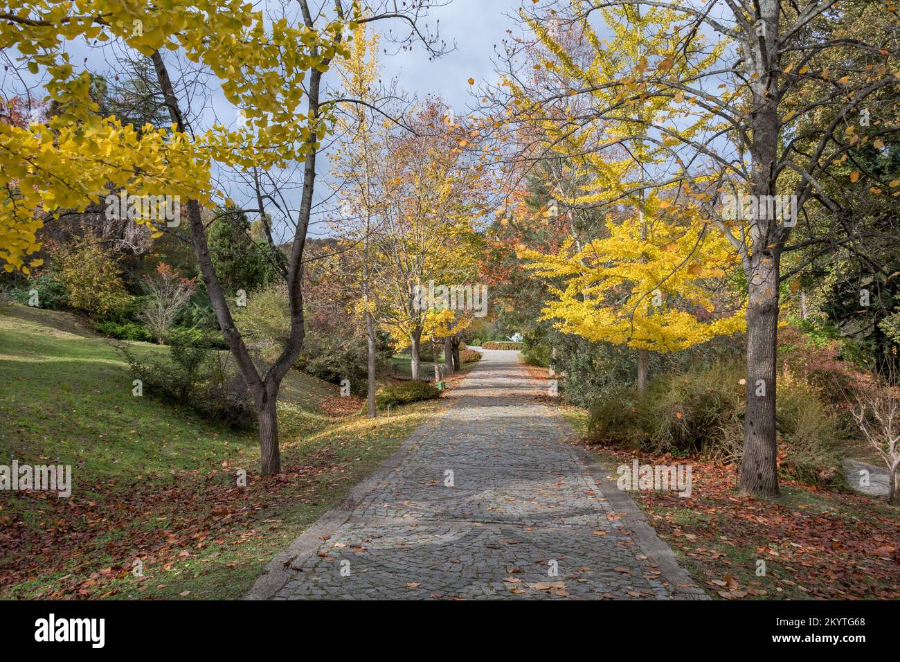 Fall Colours in Sariyer district of Istanbul, Turkey Stock Photo - Alamy