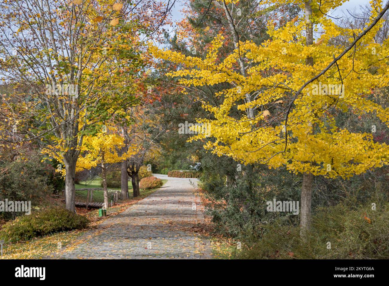 Fall Colours in Sariyer district of Istanbul, Turkey Stock Photo - Alamy