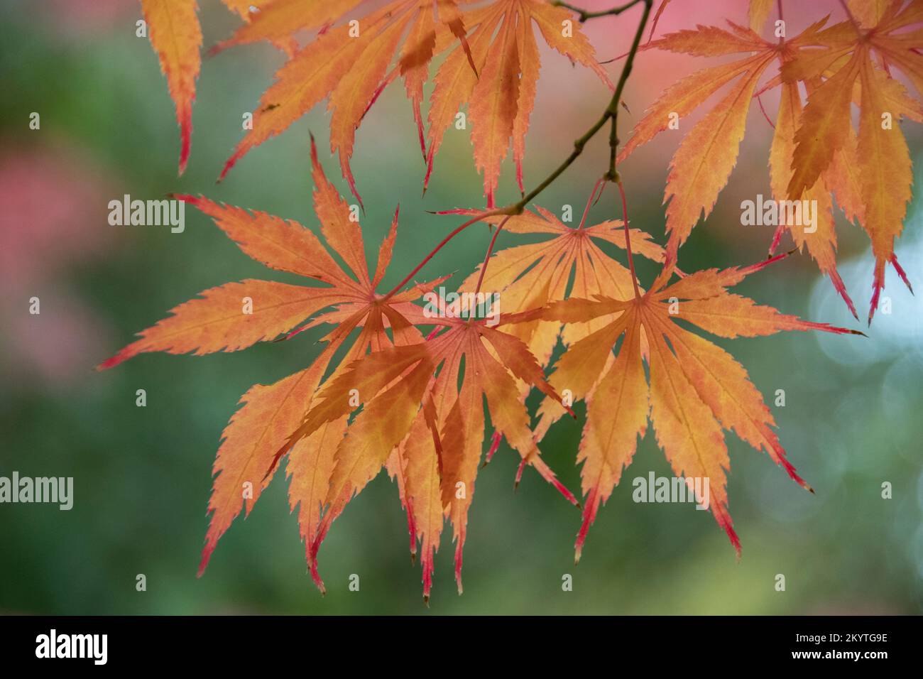 Fall Colours in Sariyer district of Istanbul, Turkey Stock Photo - Alamy