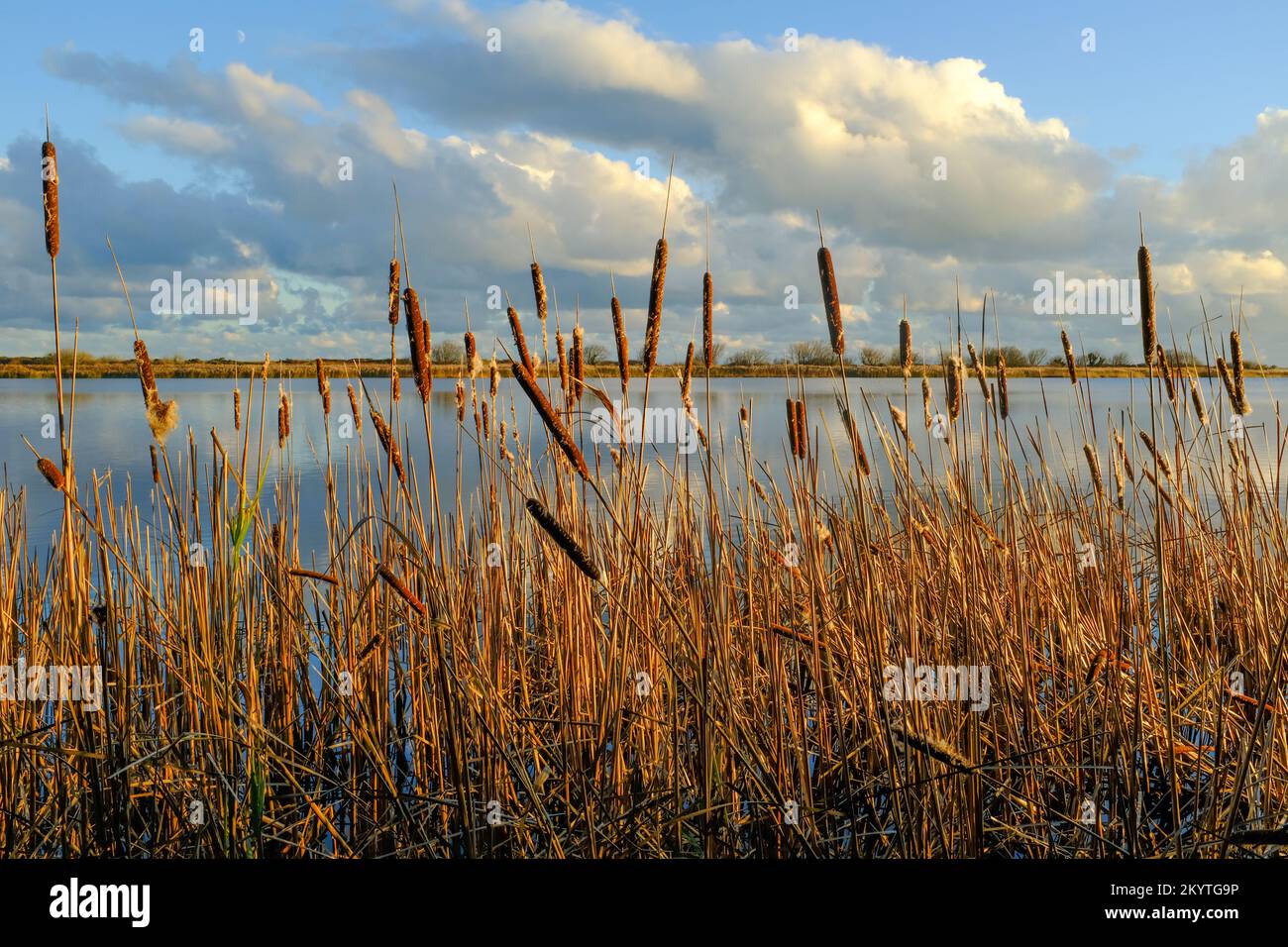 Golden bulrushes at the edge of Slapton Ley Nature Reserve, on a ...