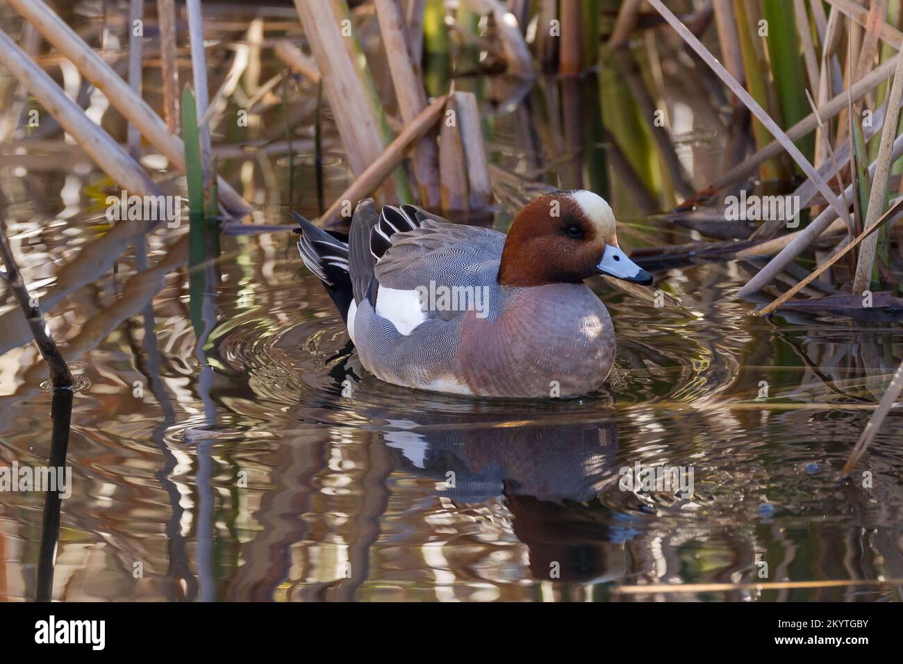 A male Eurasian wigeon duck (Mareca penelope) on a lake in.a park in ...