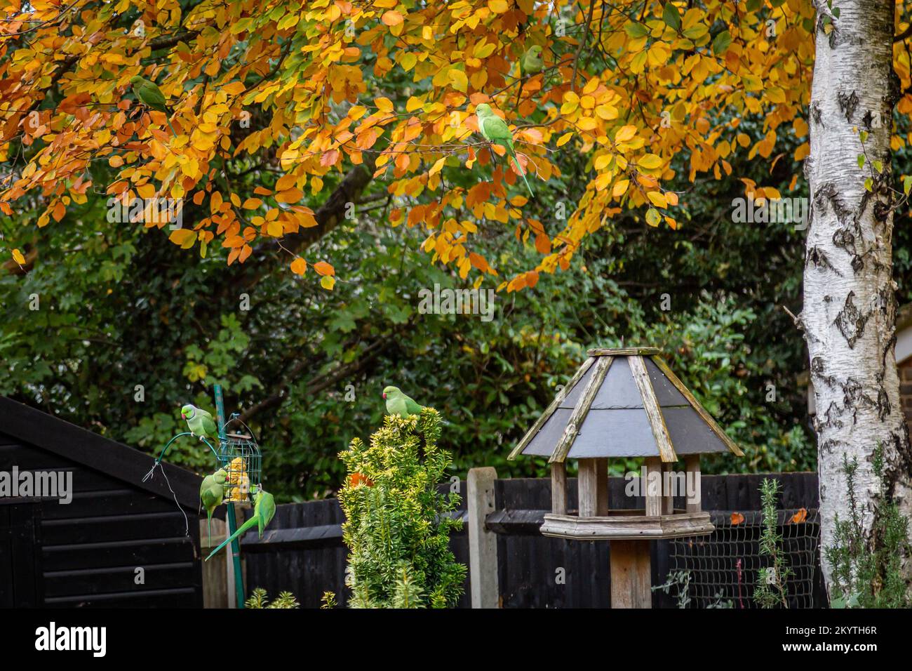 Ring necked parakeets tree uk hi-res stock photography and images - Alamy
