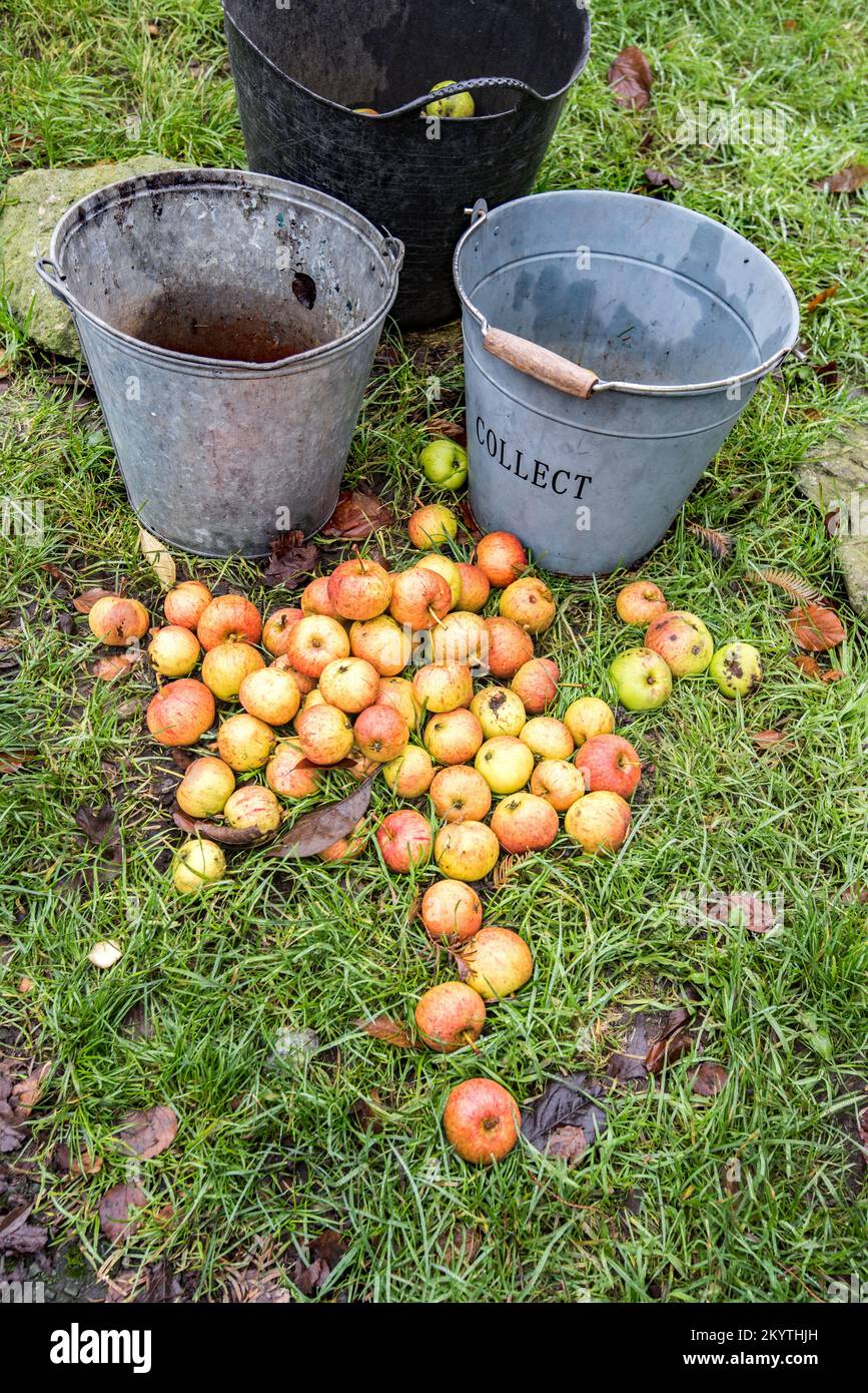 Avoiding wasting apples hi-res stock photography and images - Alamy