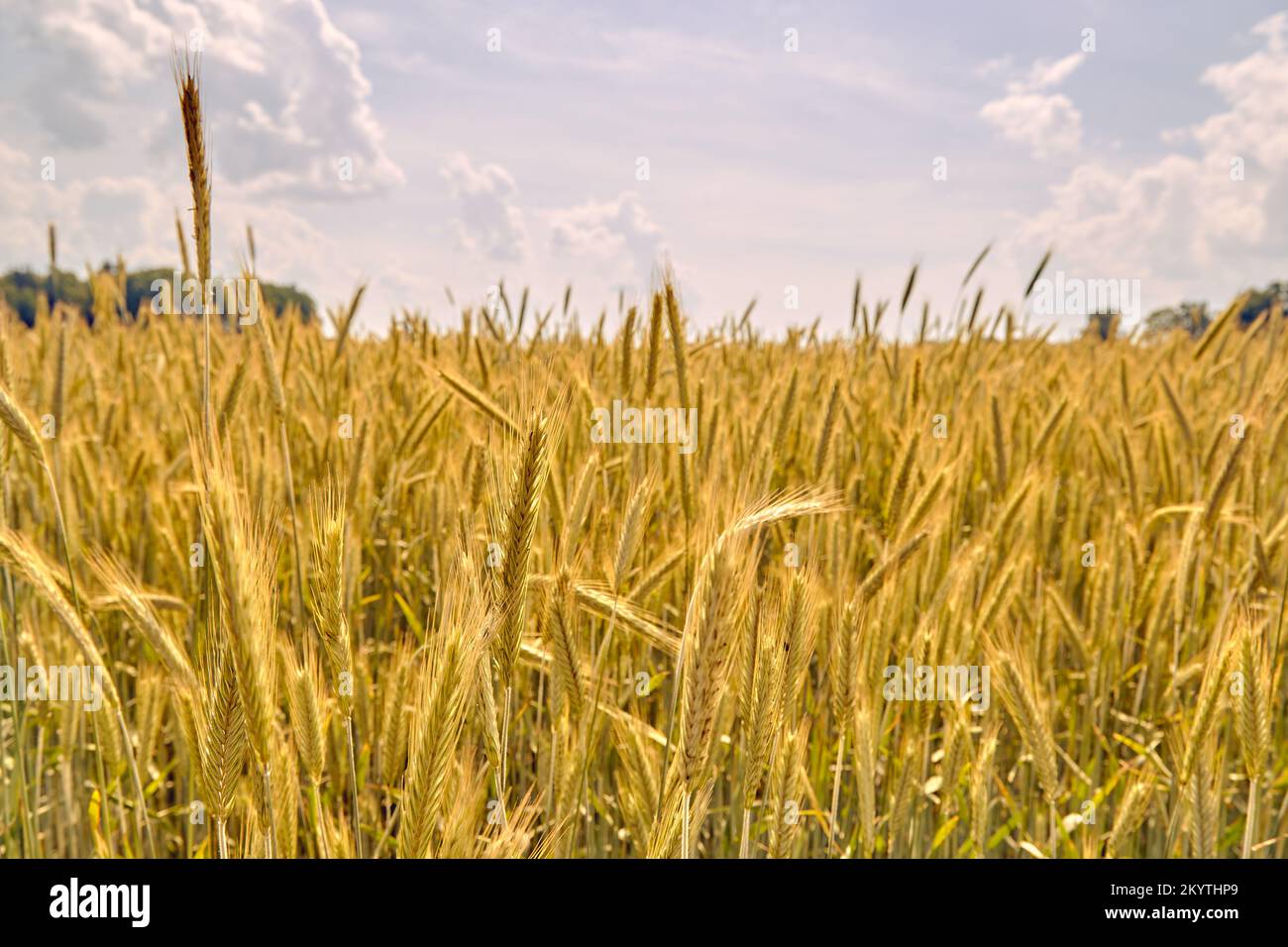 Wheat field on July before harvesting, agricultural background Stock ...