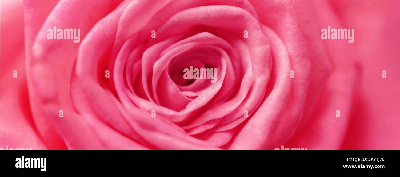 Banner with magenta rose. Color of year Stock Photo - Alamy