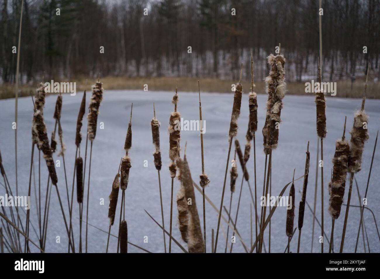 Cattails and frozen pond Stock Photo - Alamy