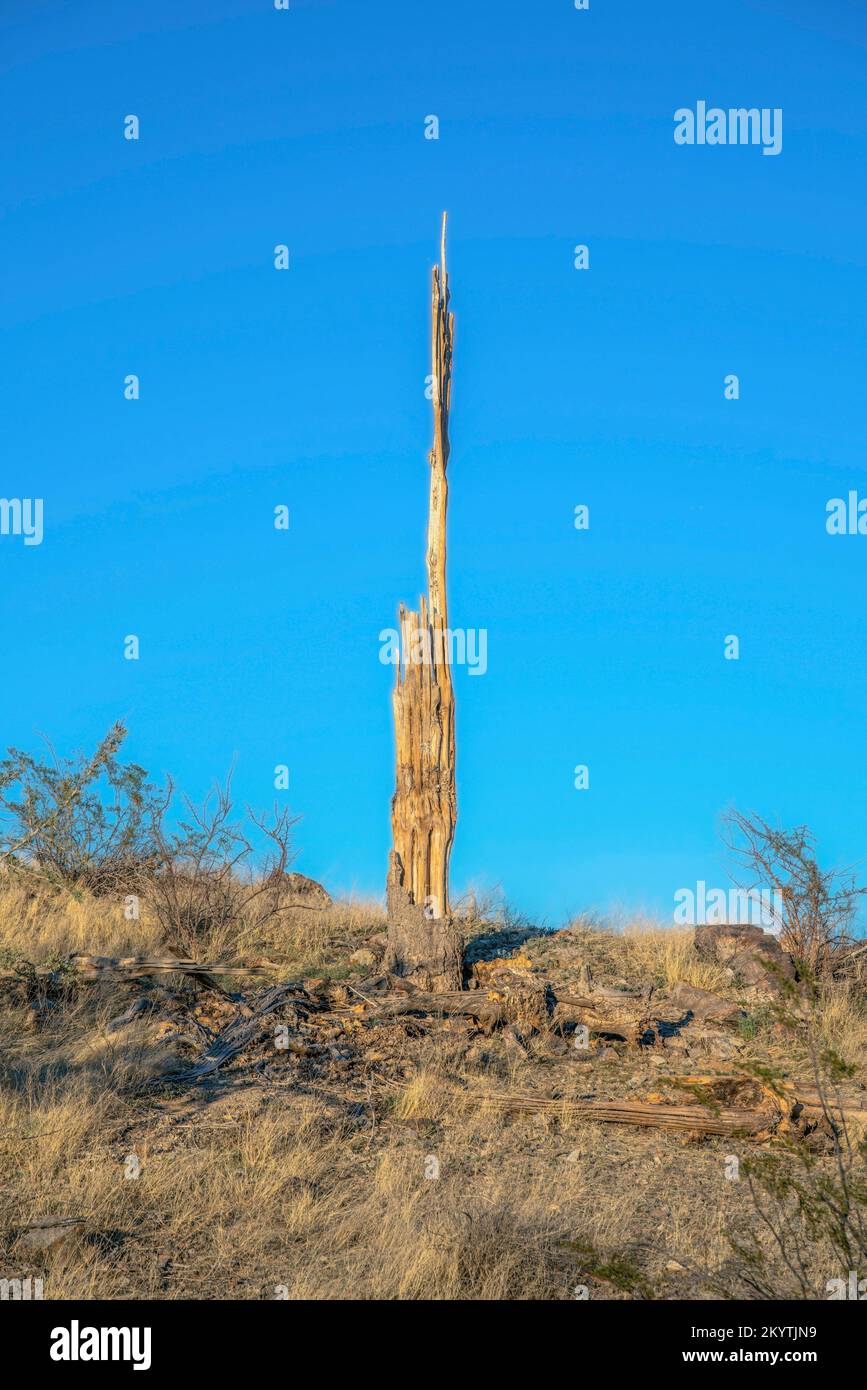 Phoenix, Arizona- Dead rotten saguaro cactus at Pima Canyon hiking ...