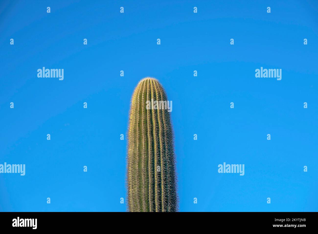 Phoenix, Arizona- View of a saguaro cactus top at Pima Canyon hiking ...