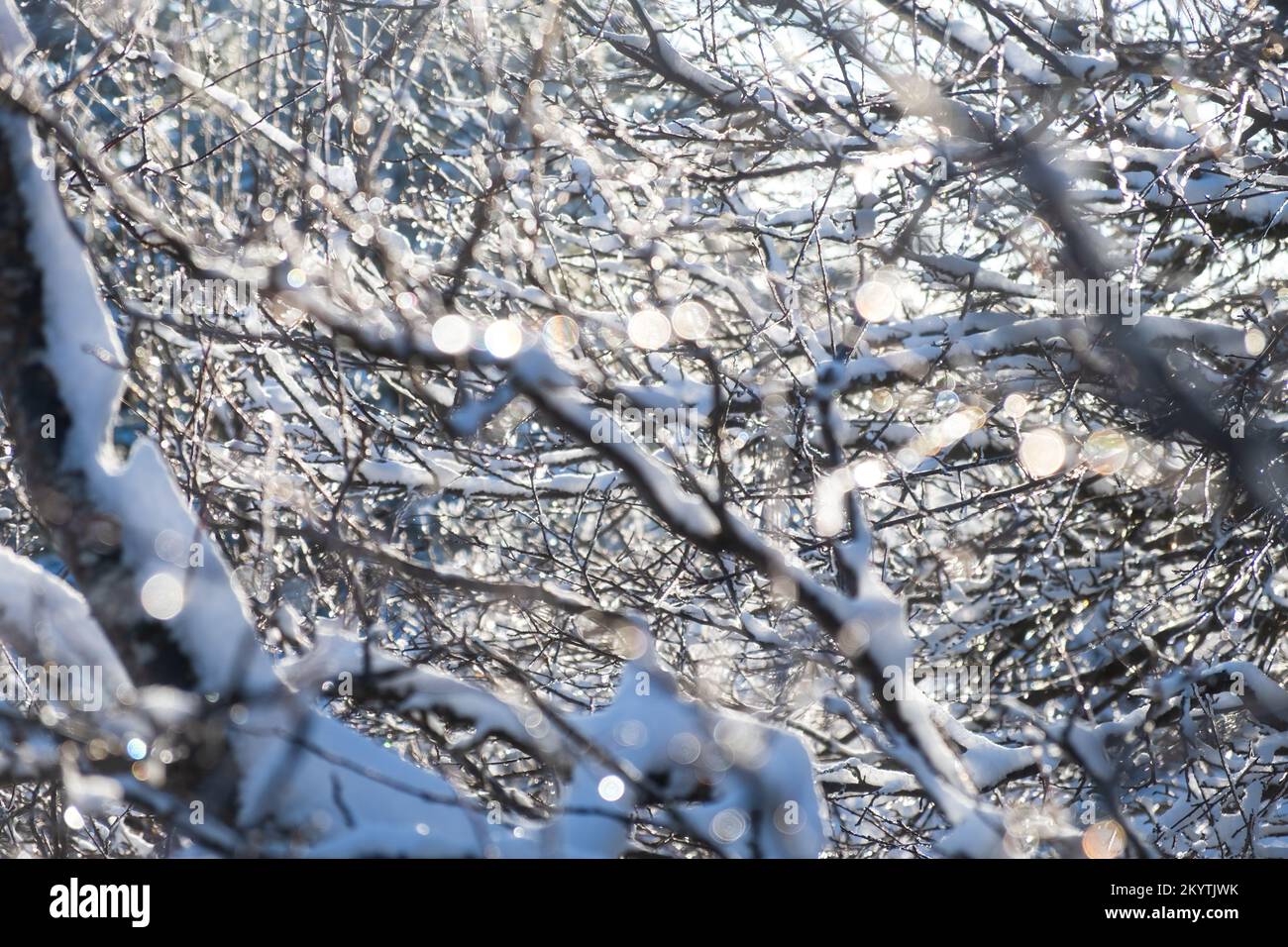 Snow tree icicle. Winter natural background. The bright sun highlights ...