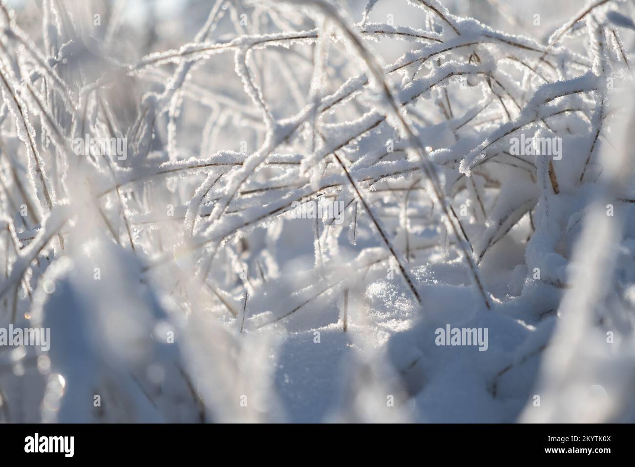 Snowfall. Snow-covered bushes close-up. View of the rural countryside ...