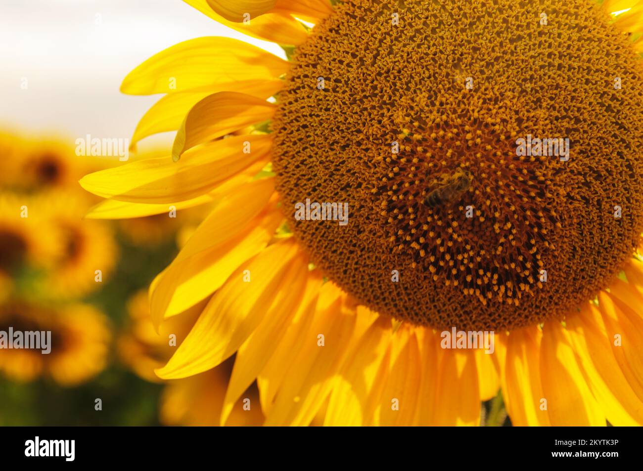 Yellow half sunflower with focus on seeds Stock Photo - Alamy