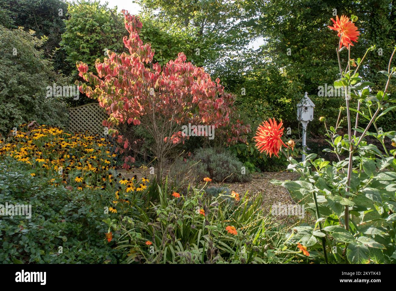 A autumn garden scene, cornus florida rainbow with rudbeckia goldsturm ...