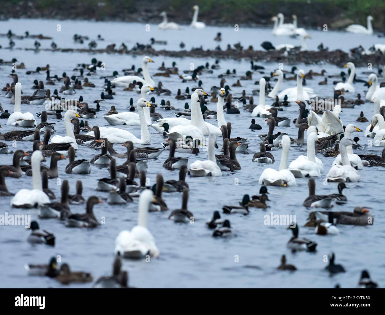 Ducks, geese and Whooper Swans at Martin Mere wildfowl reserve nr ...