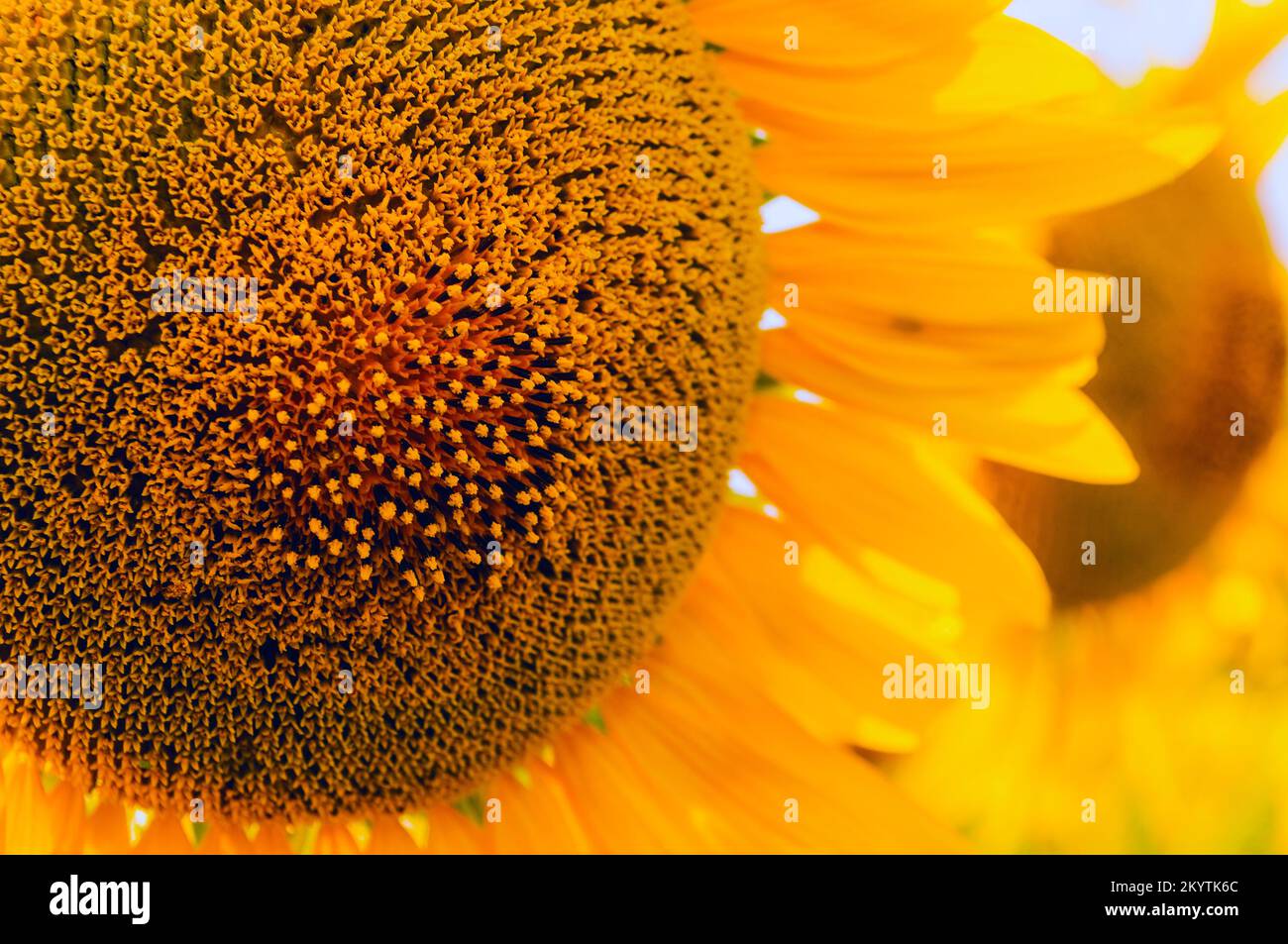 Yellow half sunflower with focus on seeds Stock Photo - Alamy
