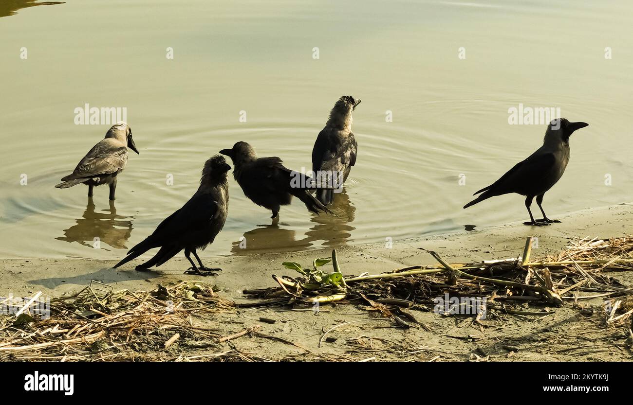 Carrion Crow, Corvus corone, isolated on white Stock Photo - Alamy