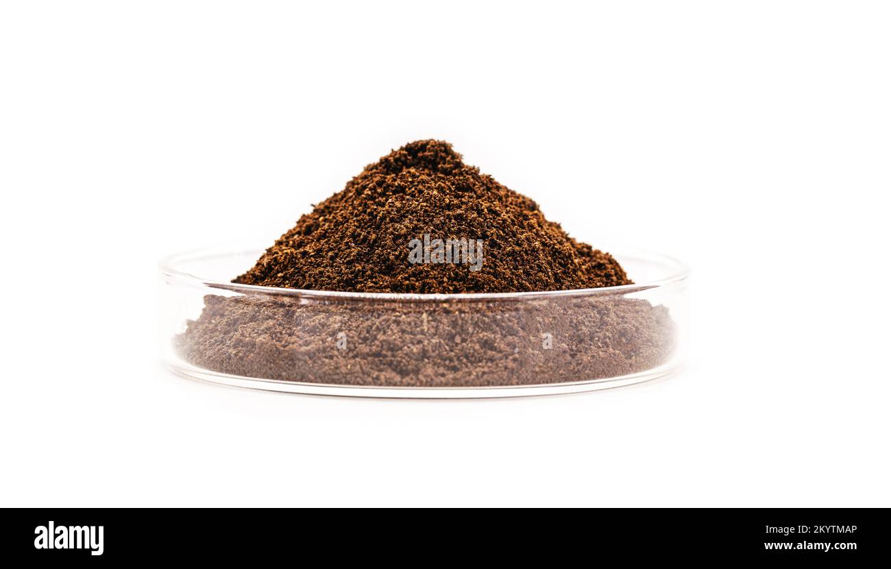 high quality coffee powder in petri dish, bio engineering laboratory ...