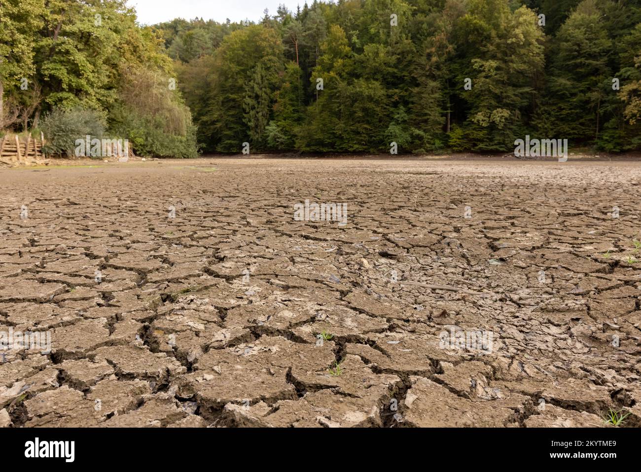 Dried up river bed with remains of cracked mud, located in the forest ...