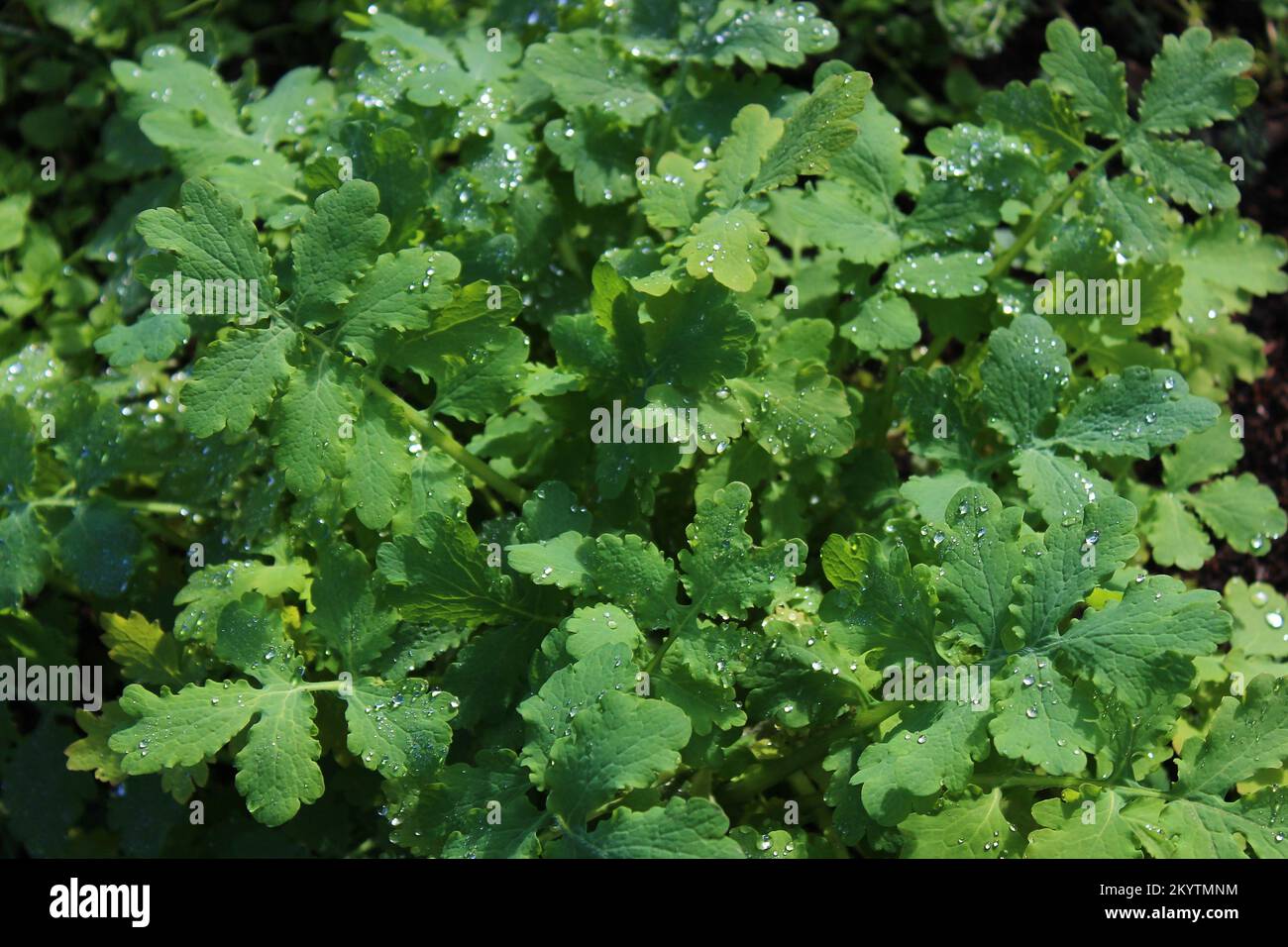 celandine after the rain in the herb garden Stock Photo - Alamy