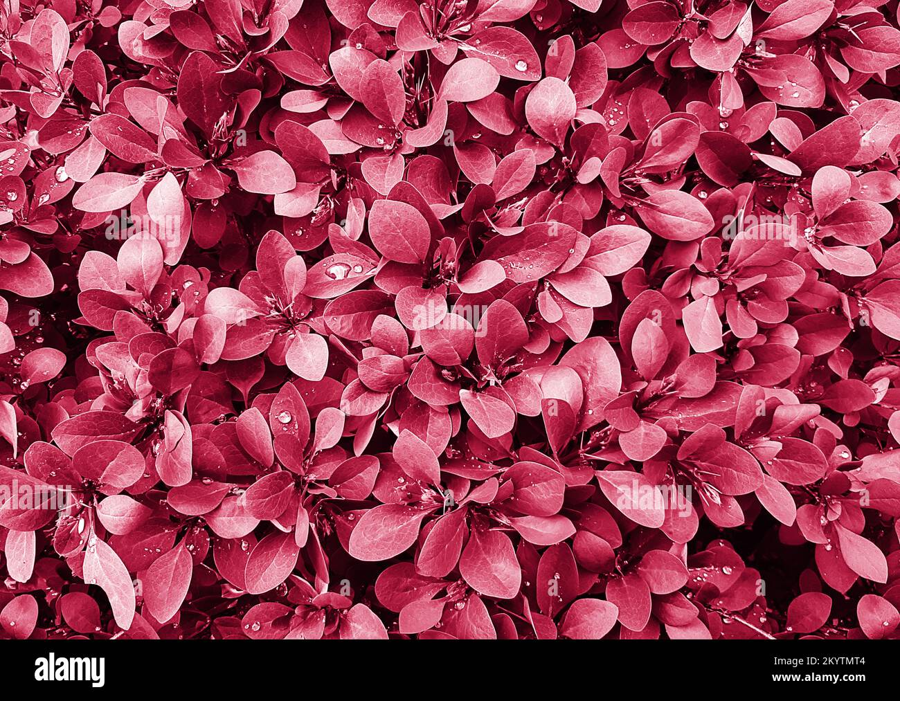 red leaves background. Viva Magenta color background Stock Photo - Alamy