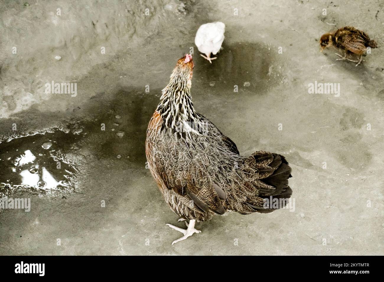 Traditional free range poultry farming Stock Photo - Alamy