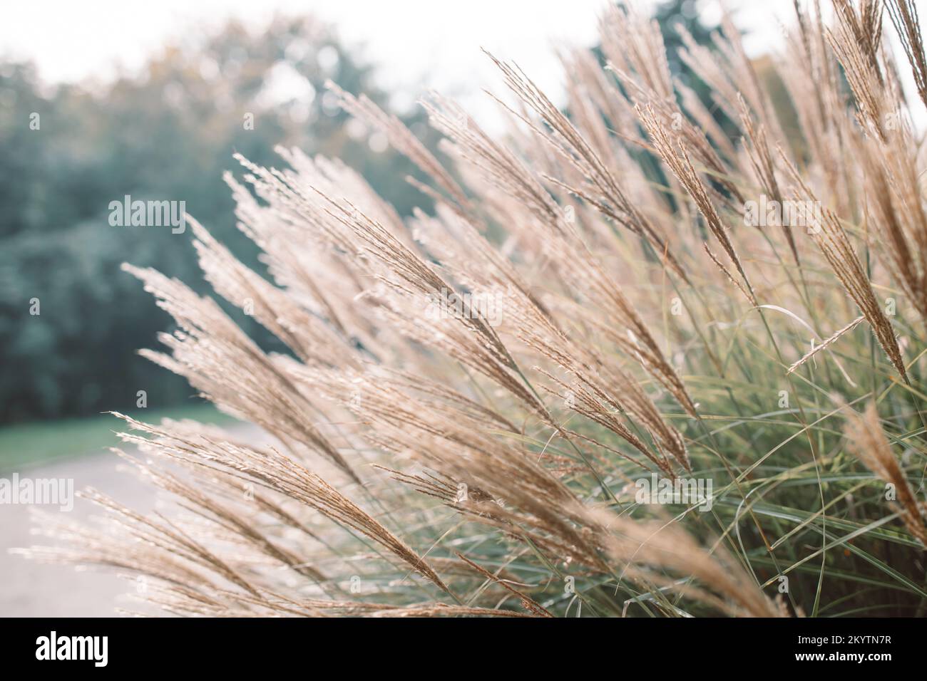 Pampas grass blowing in the wind. Cortaderia selloana moving in the ...
