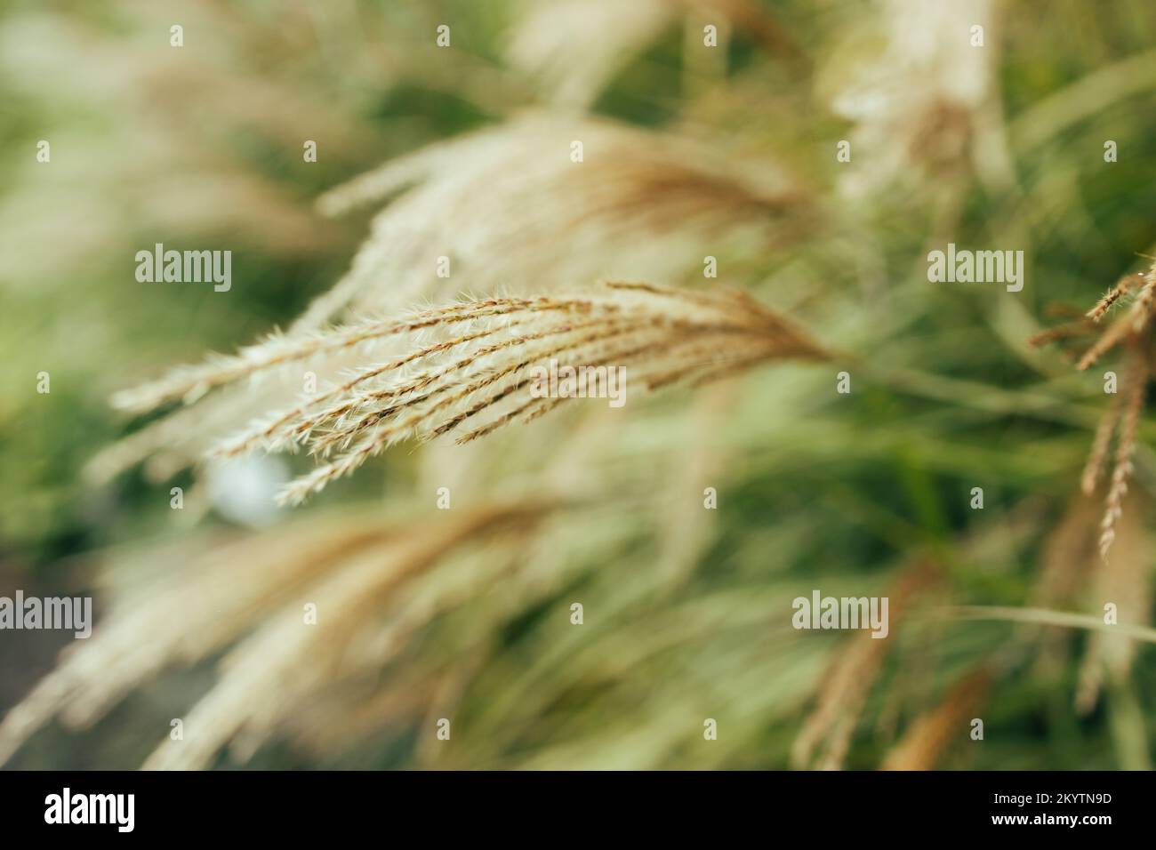 Pampas grass blowing in the wind. Cortaderia selloana moving in the ...