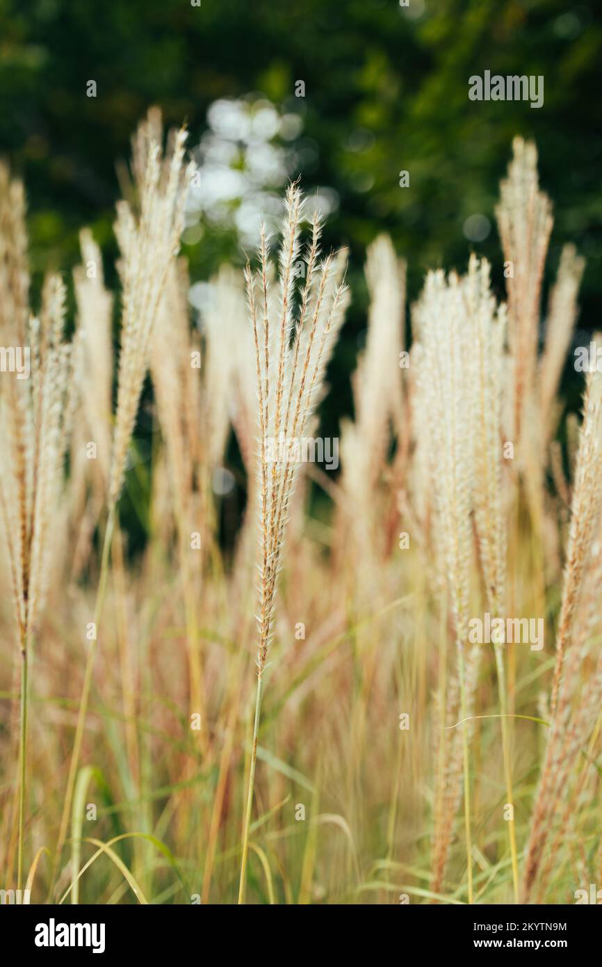 Pampas grass blowing in the wind. Cortaderia selloana moving in the ...
