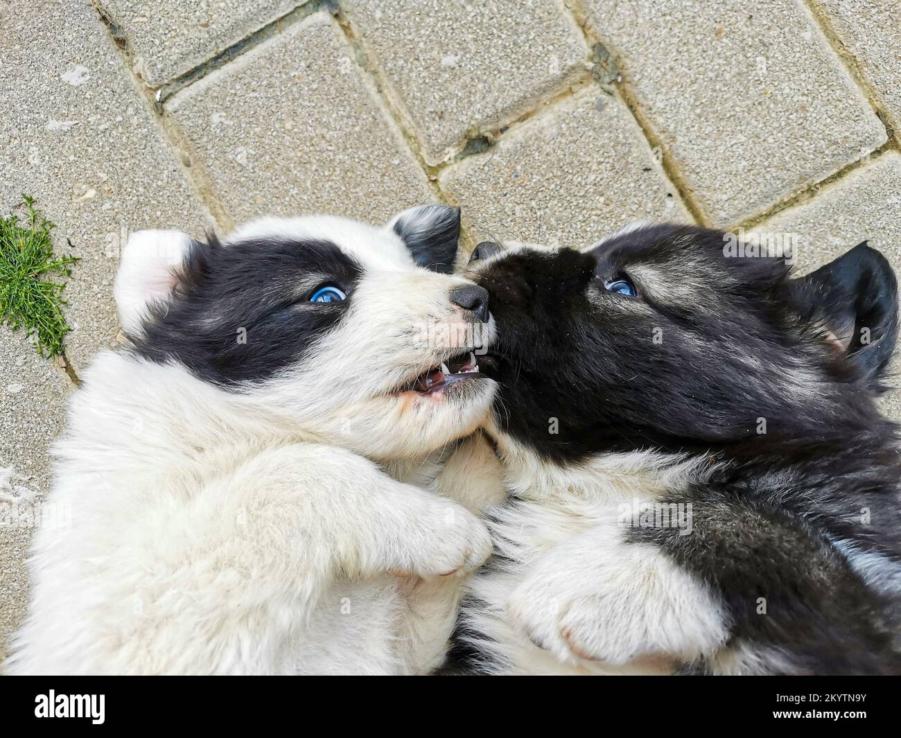Two little dogs are playing on the ground showing their fangs Stock ...