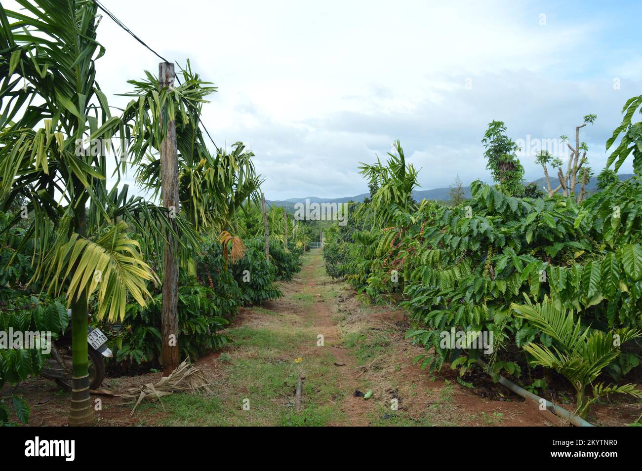 Coffee tree with fresh arabica coffee bean in coffee plantation on the ...
