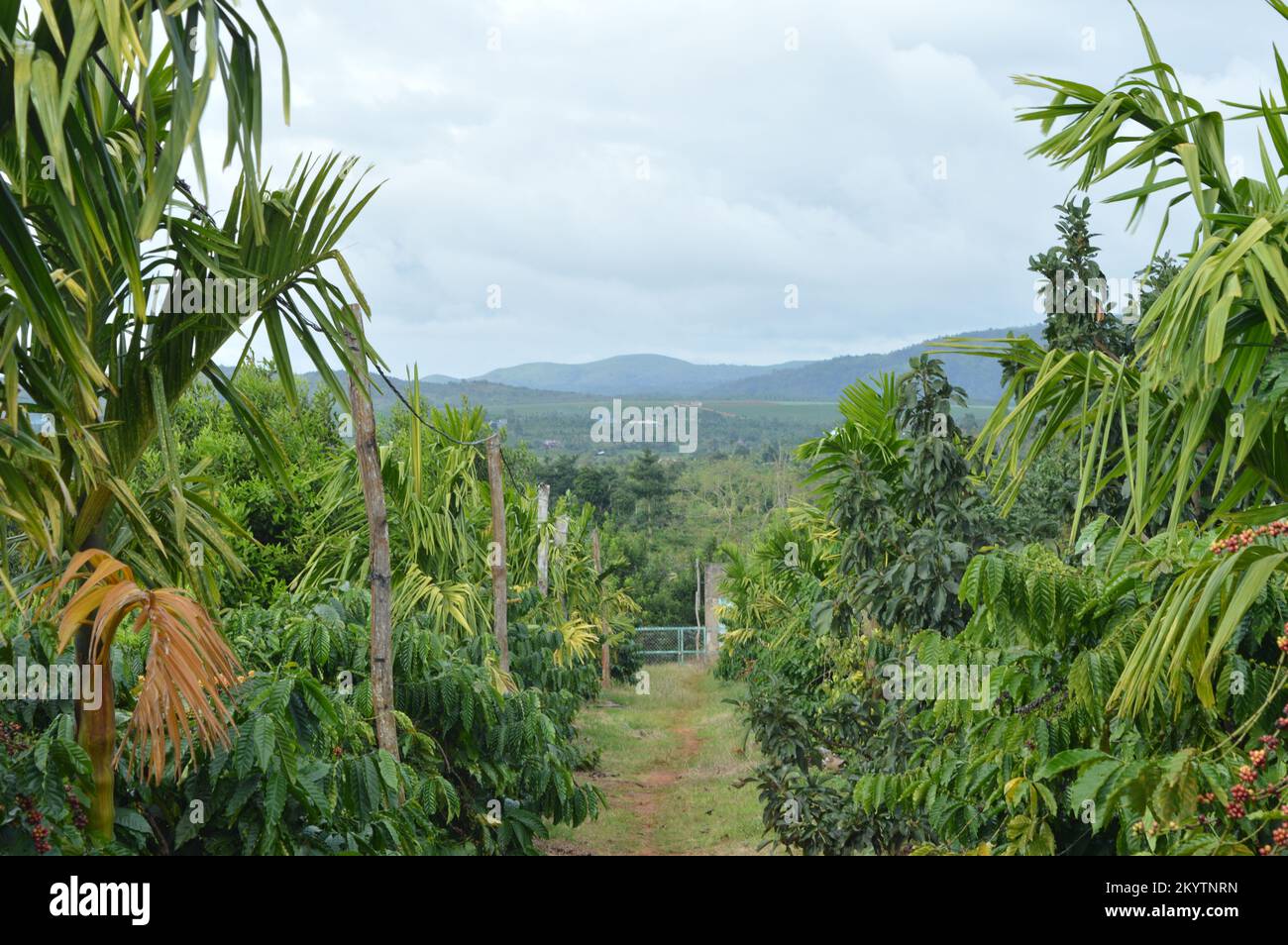 Coffee tree with fresh arabica coffee bean in coffee plantation on the ...