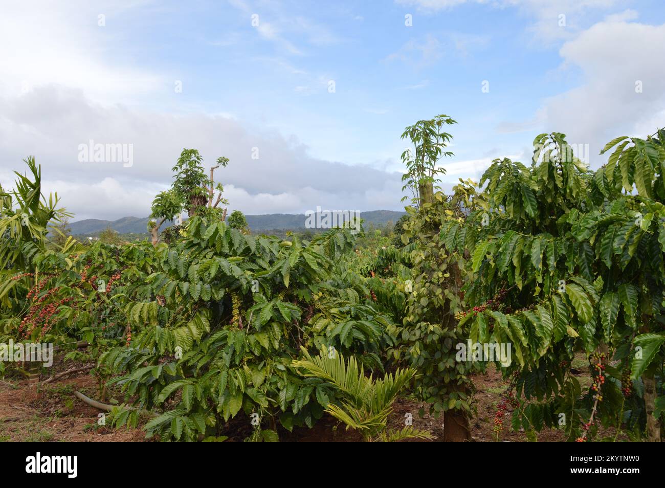 Coffee tree with fresh arabica coffee bean in coffee plantation on the ...