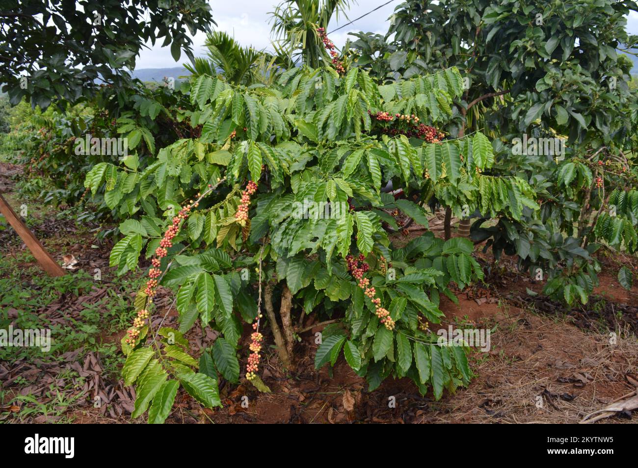 Coffee tree with fresh arabica coffee bean in coffee plantation on the ...