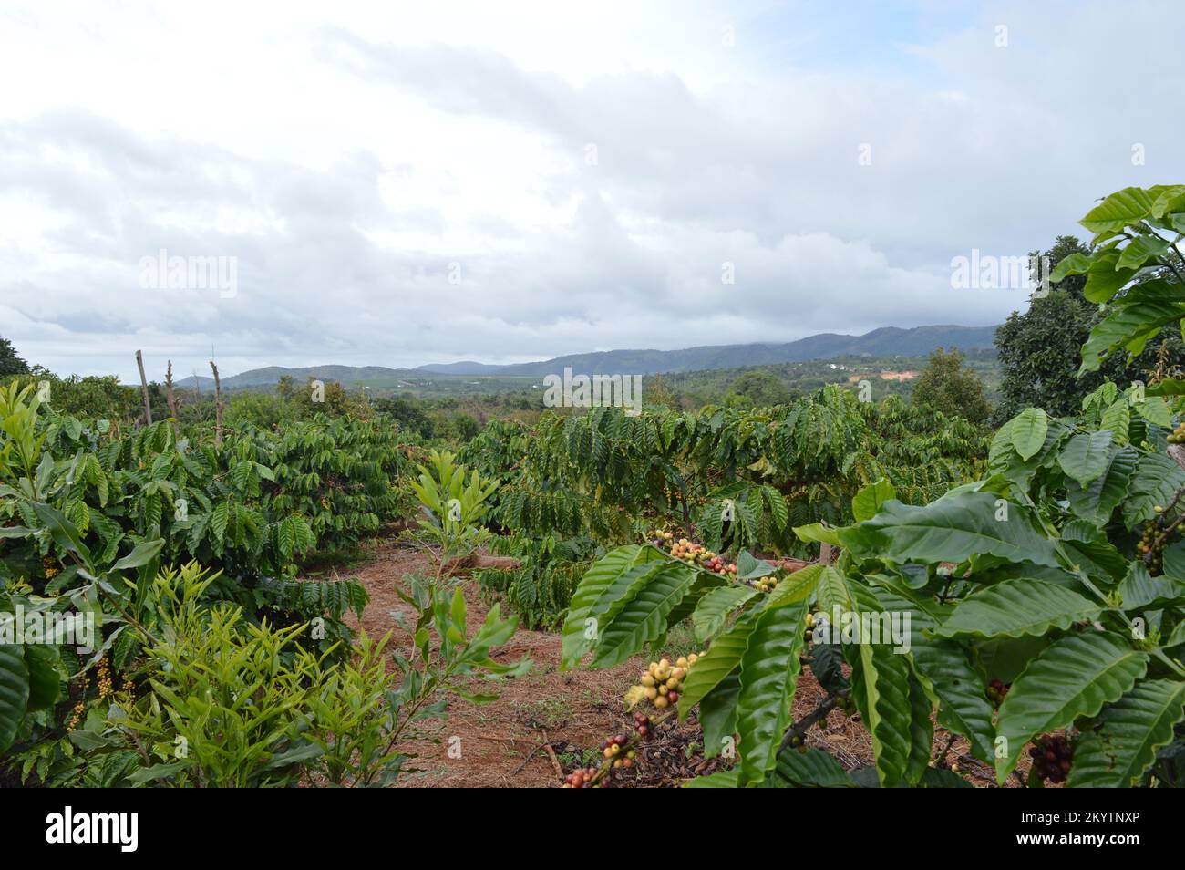 Coffee tree with fresh arabica coffee bean in coffee plantation on the ...