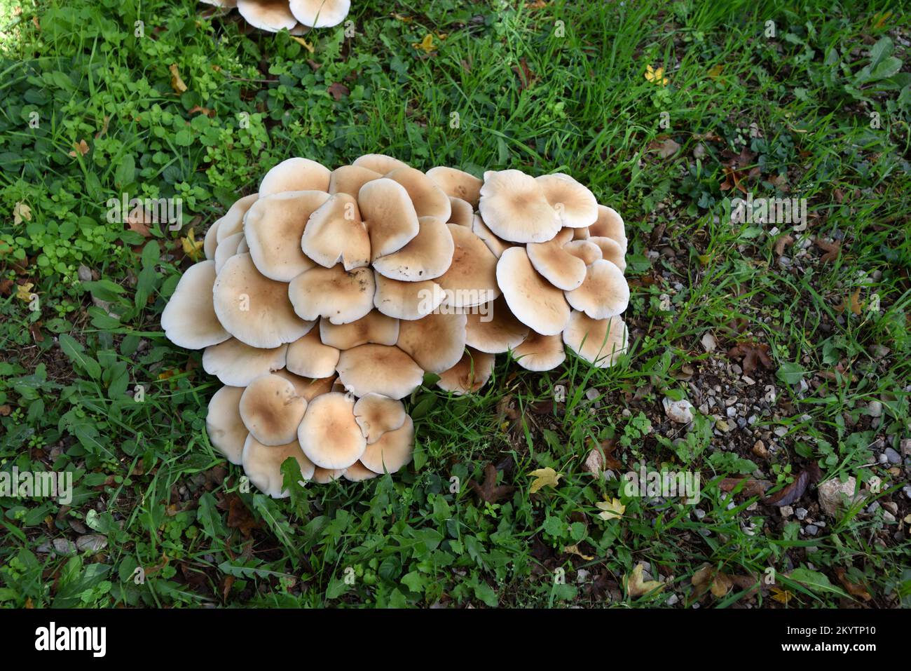 Mass of Poplar Mushrooms Cyclocybe aegerita aka Agrocybe cylindracea ...