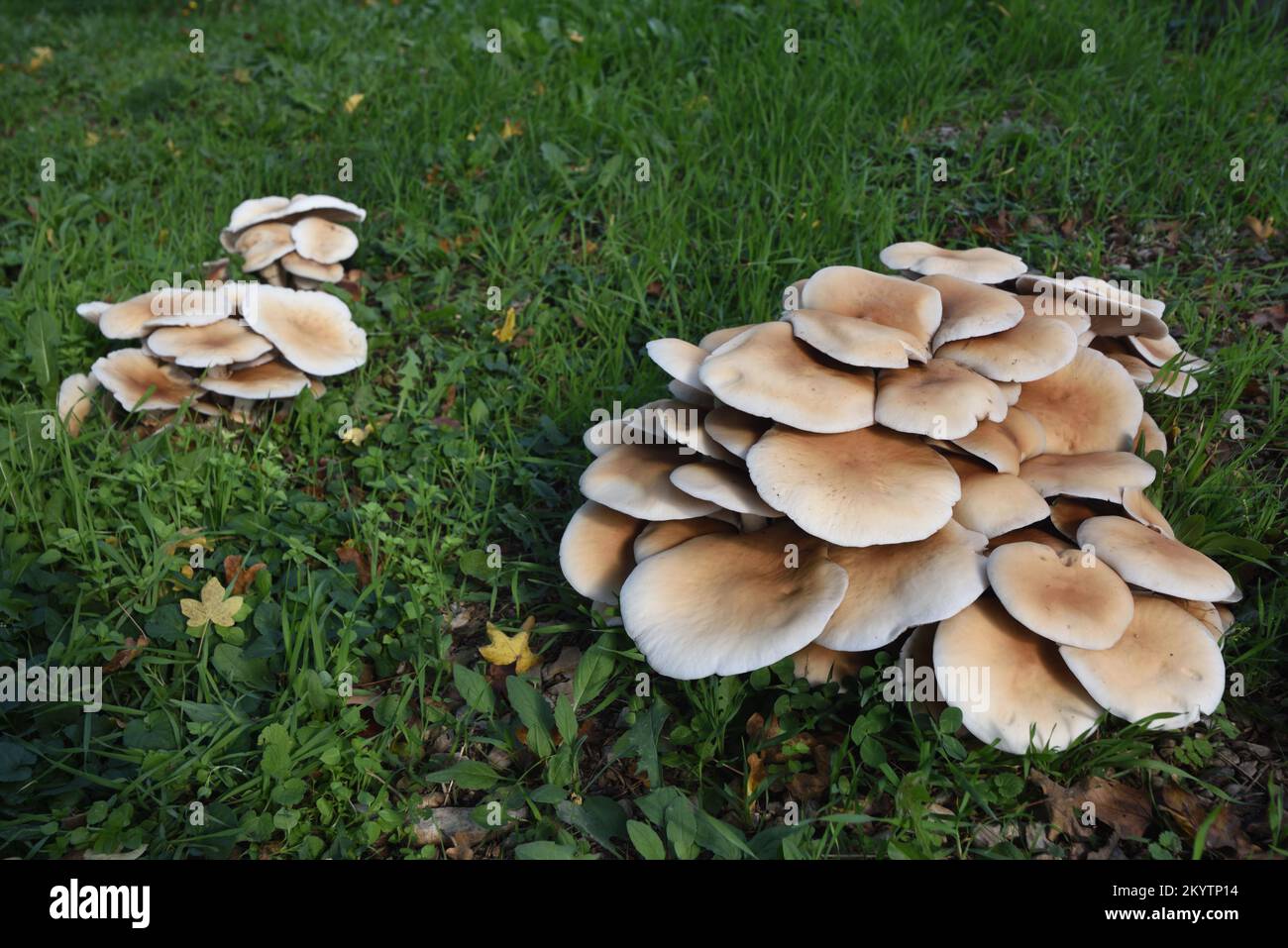 Mass of Poplar Mushrooms Cyclocybe aegerita aka Agrocybe cylindracea ...