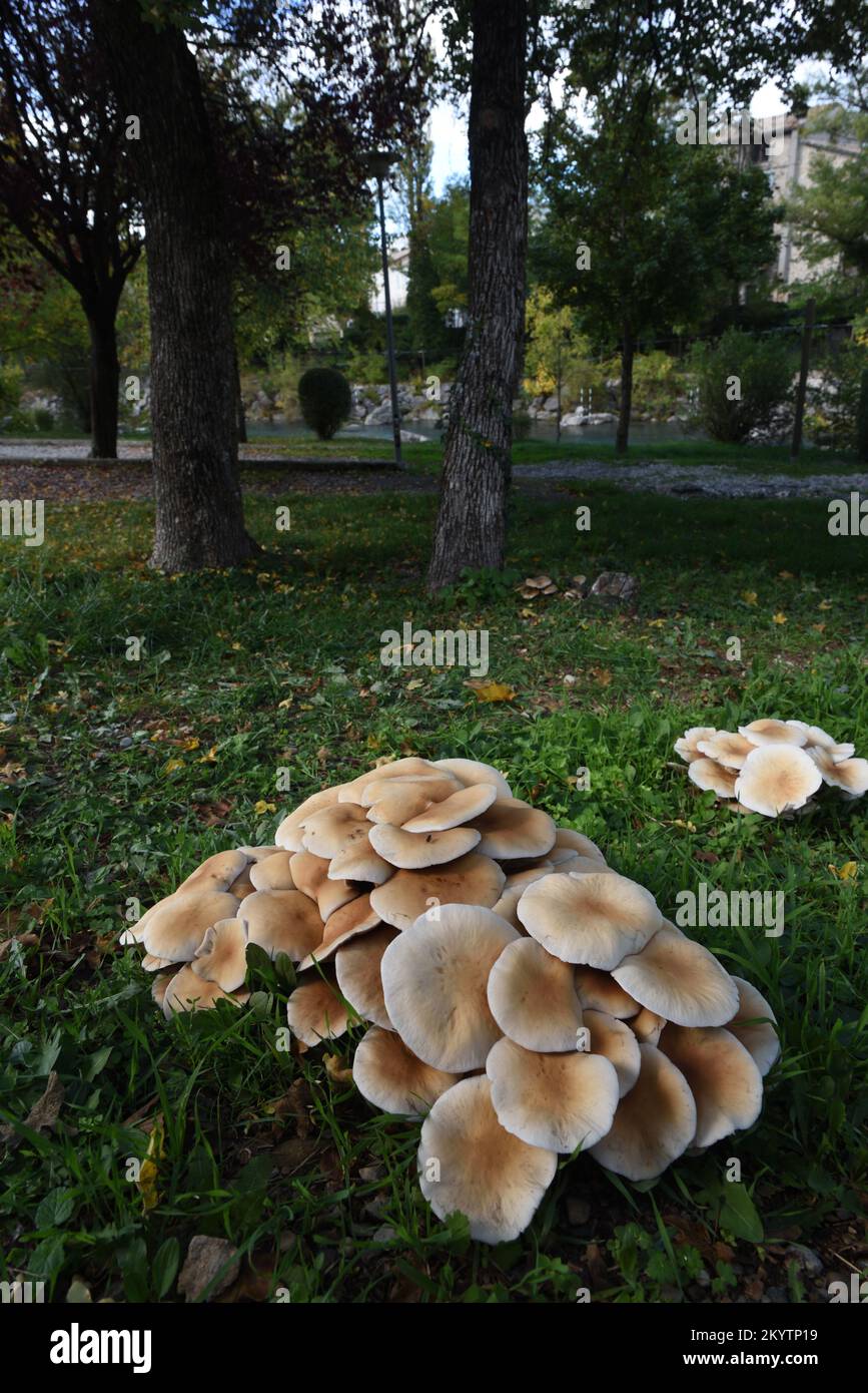 Mass of Poplar Mushrooms Cyclocybe aegerita aka Agrocybe cylindracea ...