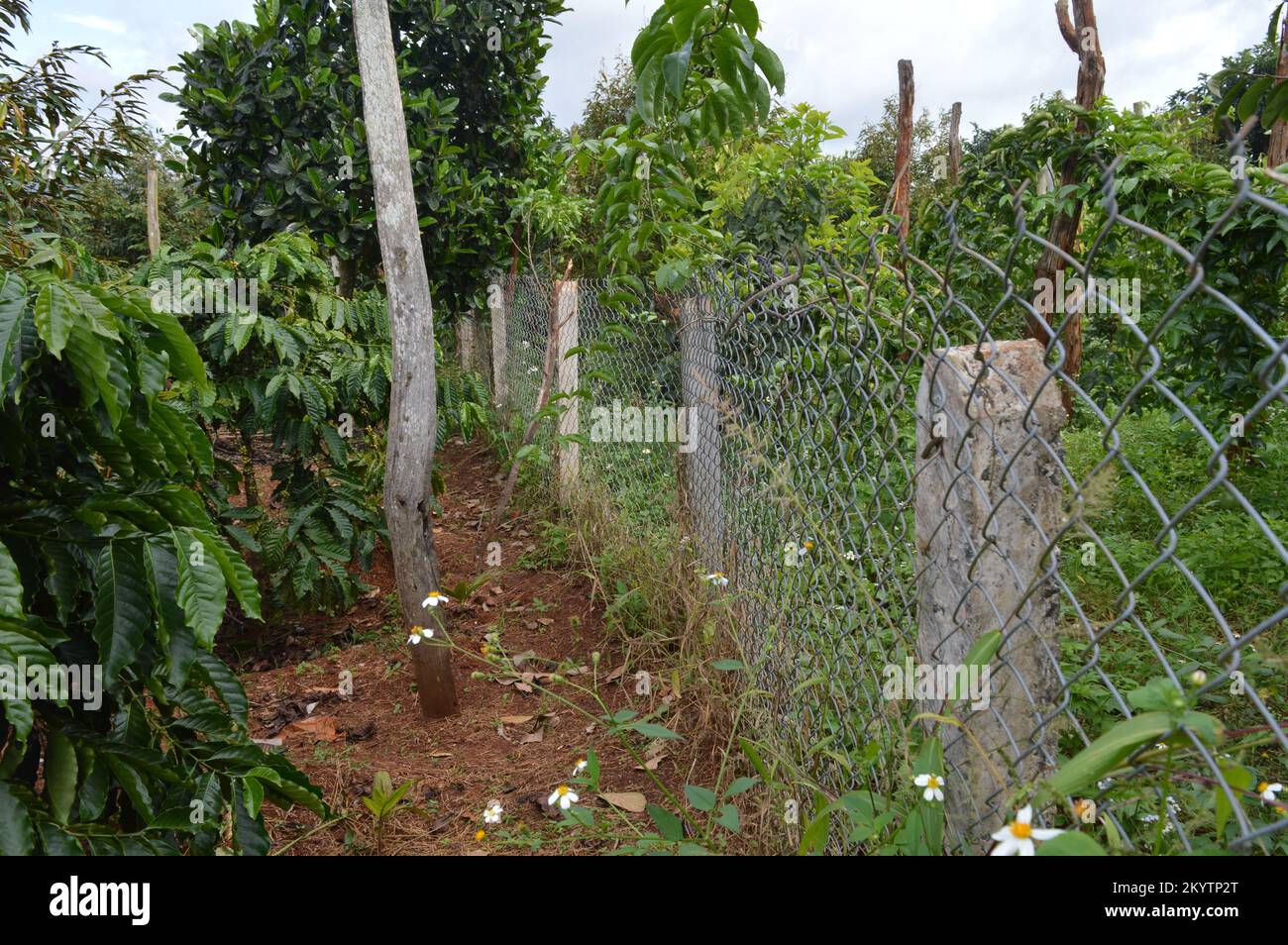 Coffee tree with fresh arabica coffee bean in coffee plantation on the ...