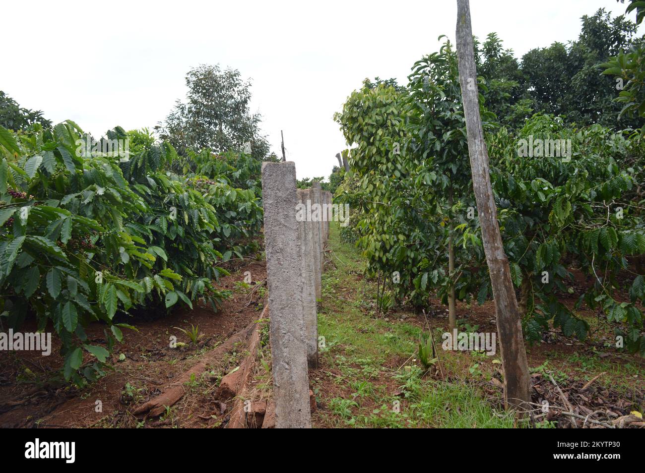Coffee tree with fresh arabica coffee bean in coffee plantation on the ...