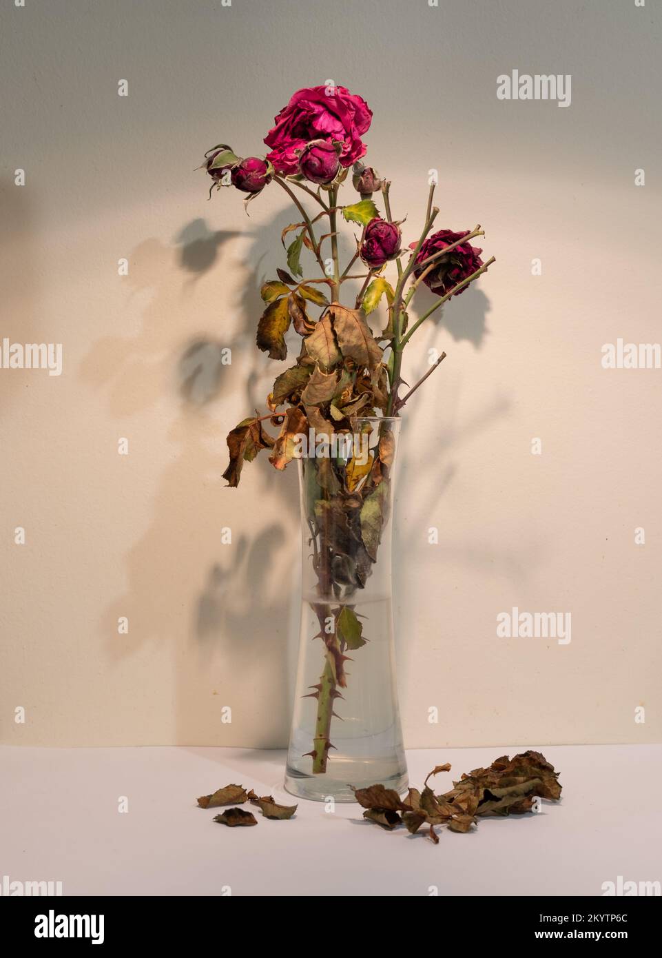 A withered red rose with a shadow in a jug on a warm background Stock ...