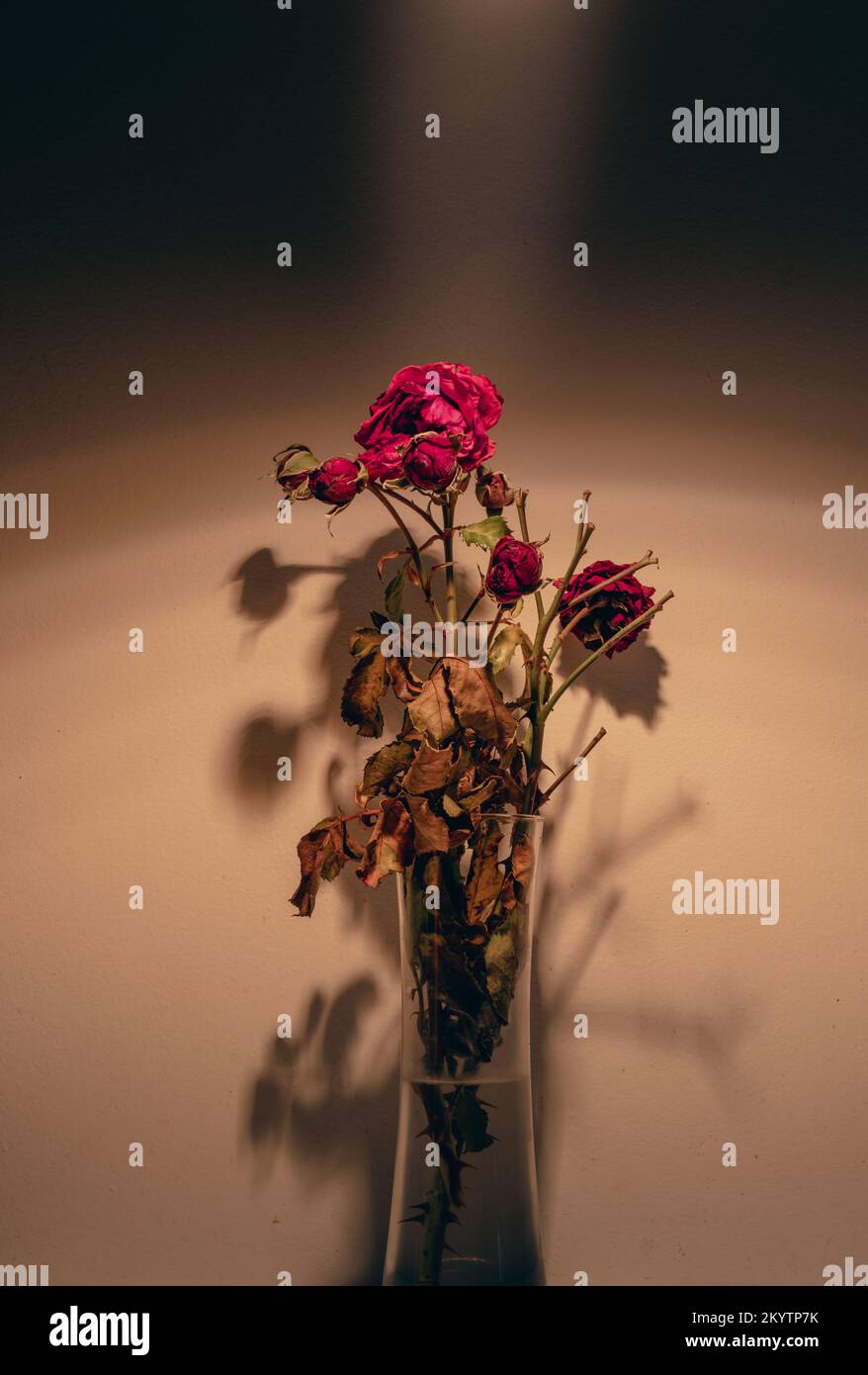 A withered red rose with a shadow in a jug on a warm background Stock ...