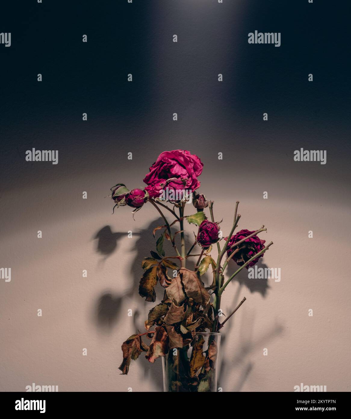 Withered rose with dry leaves highlighted from above Stock Photo - Alamy