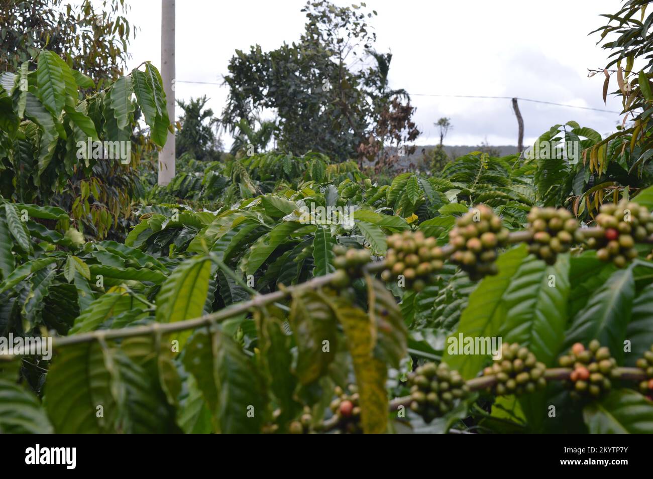 Coffee tree with fresh arabica coffee bean in coffee plantation on the ...