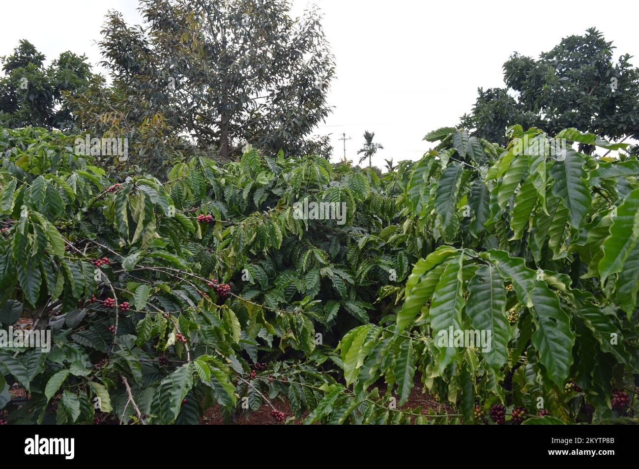Coffee tree with fresh arabica coffee bean in coffee plantation on the ...
