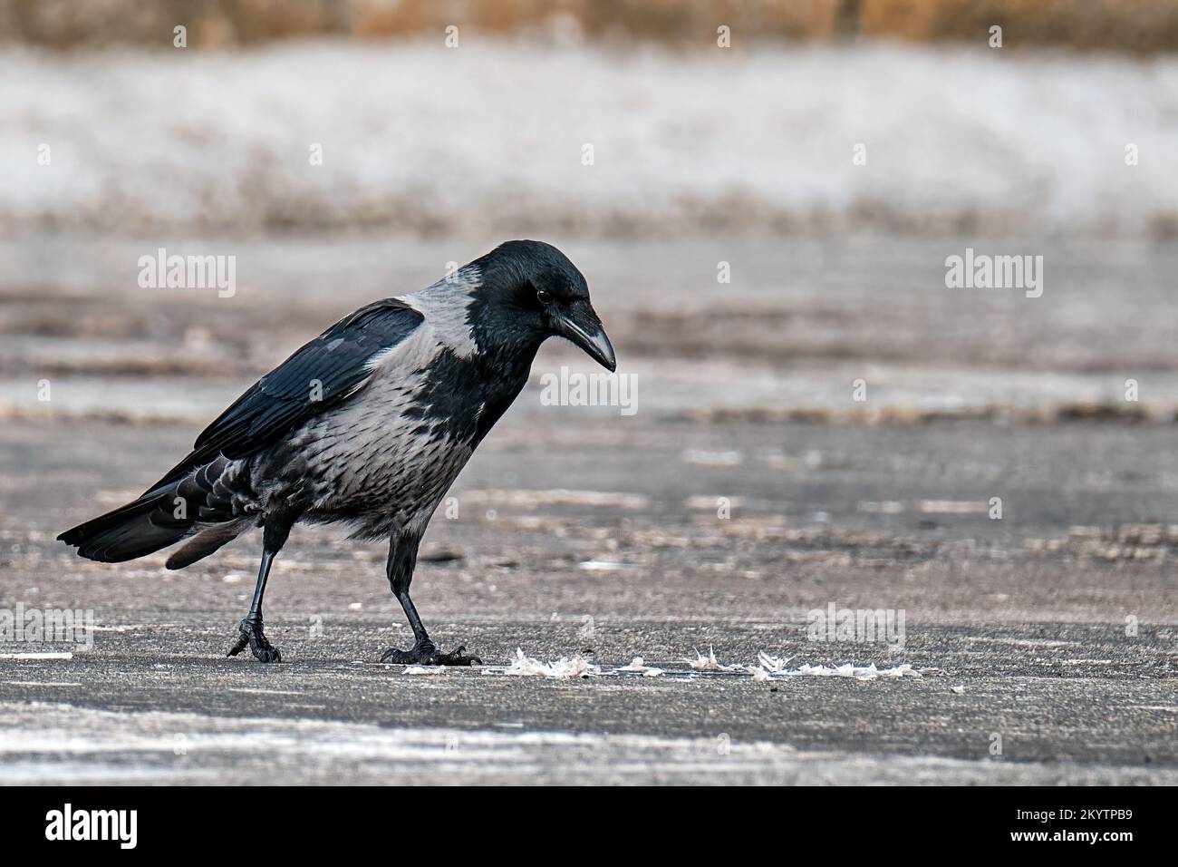 Scottish hooded crow hi-res stock photography and images - Alamy Scottish hooded crow hi-res stock photography and images - Alamy