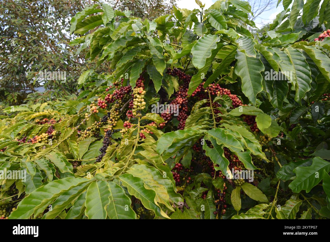 Coffee tree with fresh arabica coffee bean in coffee plantation on the ...