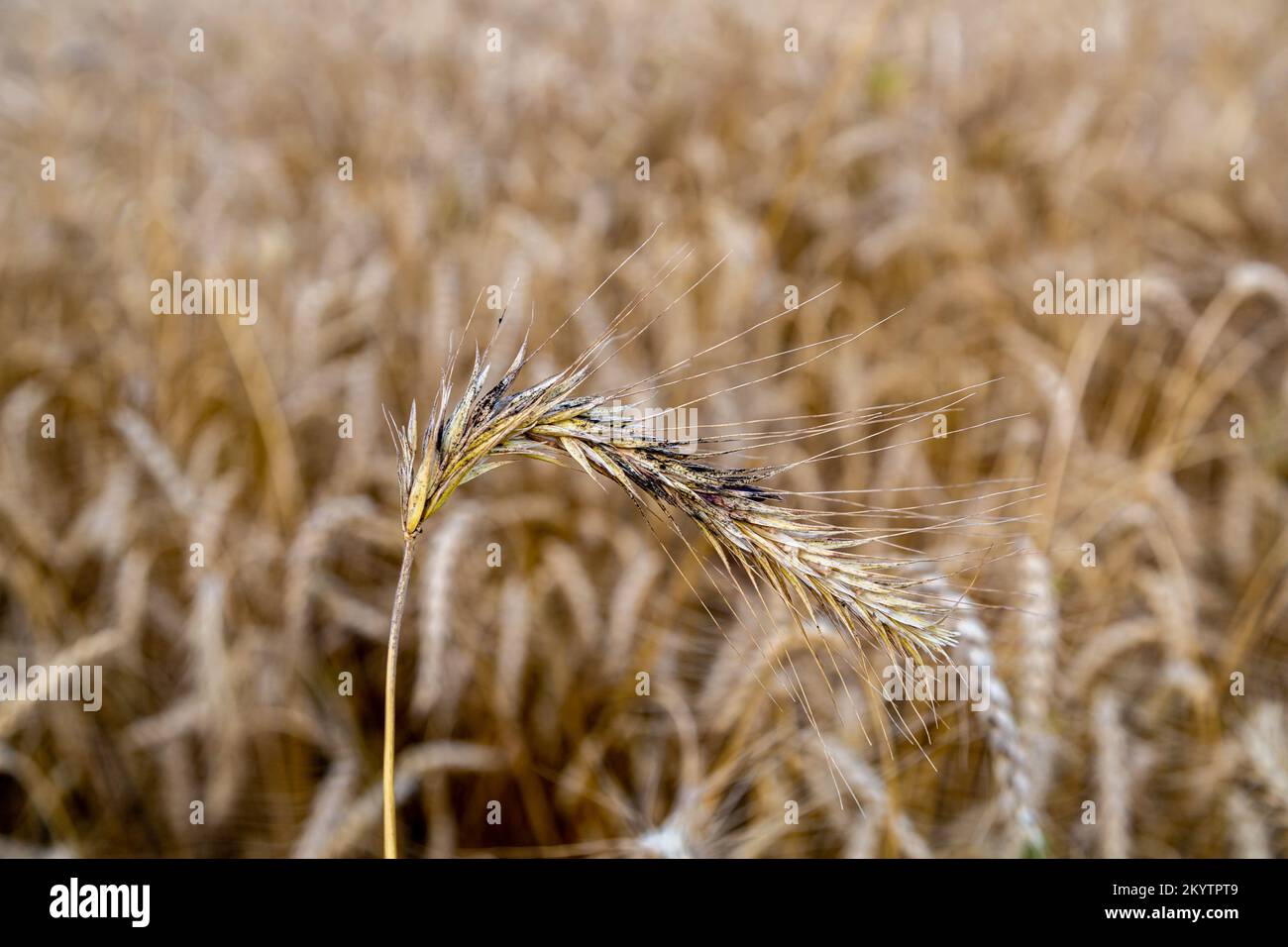 Ergot claviceps purpurea hi-res stock photography and images - Alamy