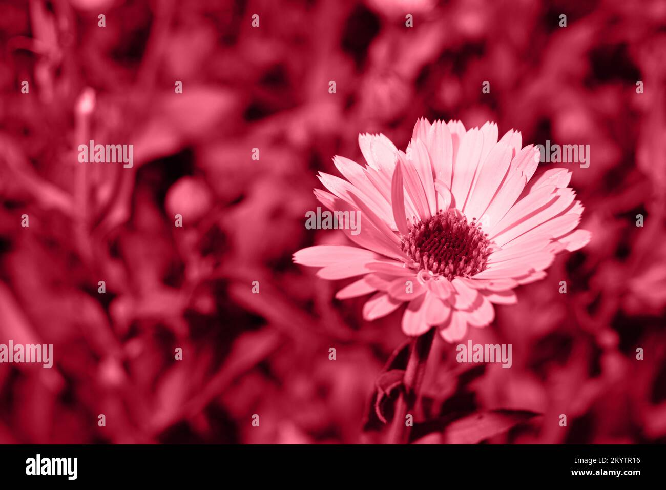 Calendula flower close-up, color of the year 2023 Viva Magenta, a place ...